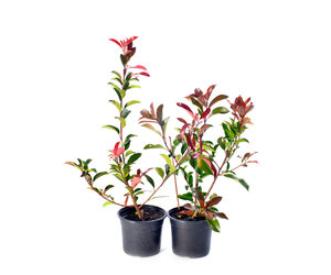 Photinia fras. Little Red Robin struik online bij Bomenkopen kopen ...