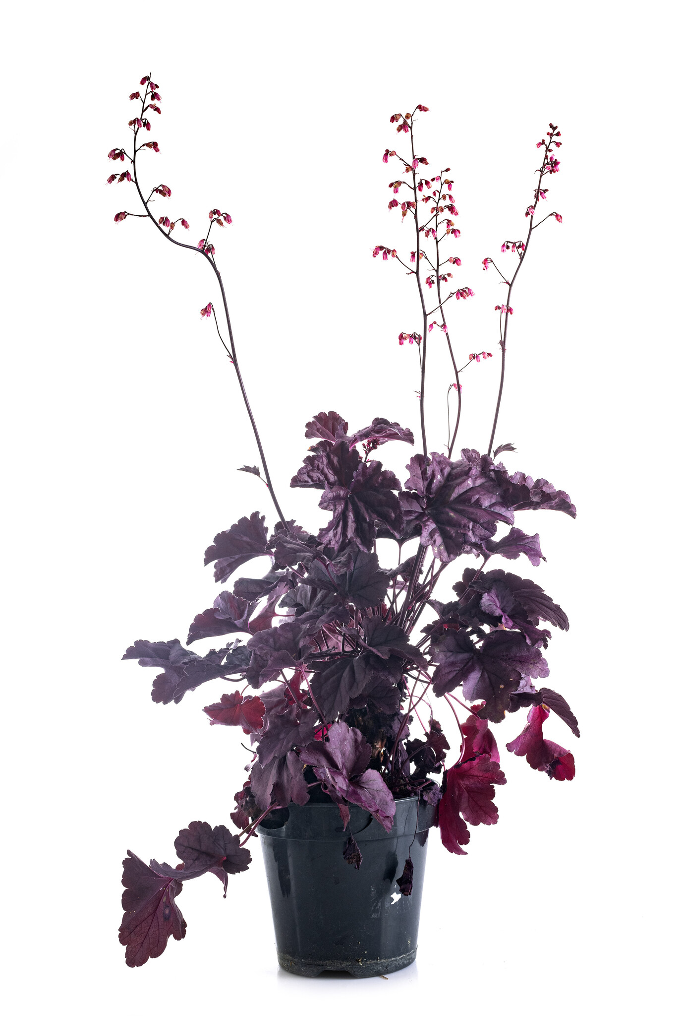 Purperklokje Heuchera 'Fire Chief' kopen? | Bomenkopen.nl - Bomenkopen.nl