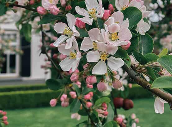Bomen kopen met een glimlach? Als hoogste beoordeeld - Bomenkopen.nl
