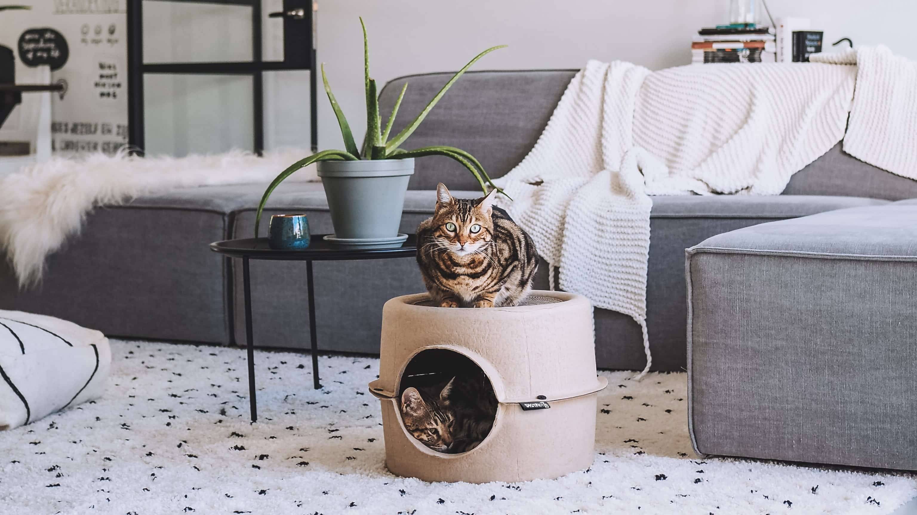 Peaceful hideout for cats-1