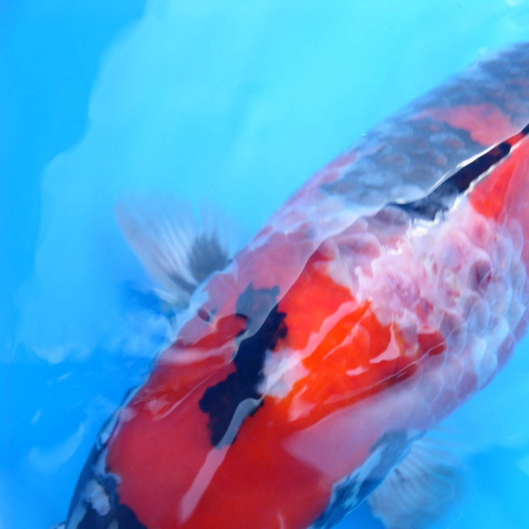 Costia herkennen en behandelen - TOPSTORE | Voor mensen met passie