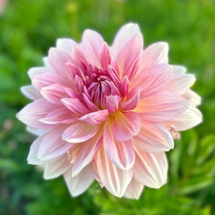Fam Flower Farm Dahliaknol Fairway Pilot De Landwinkel V O F