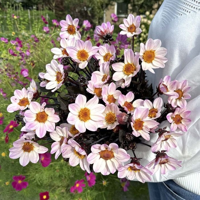 Fam Flower Farm Dahliaknol Hs Princess De Landwinkel V O F