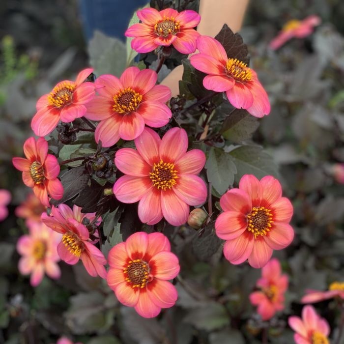 Fam Flower Farm Dahliaknol Dahlegria Tricolore De Landwinkel V O F