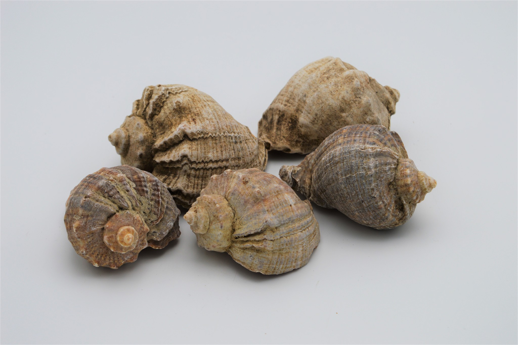 Schelp #1 - Nature Deco