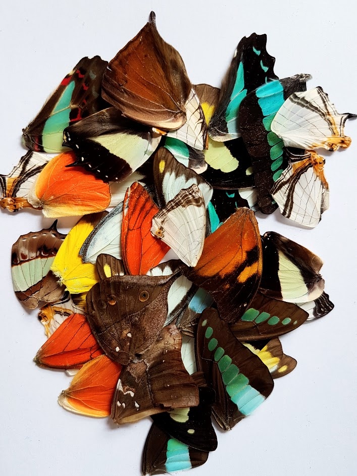 Vlinder vleugels divers 10 stuks - Nature Deco