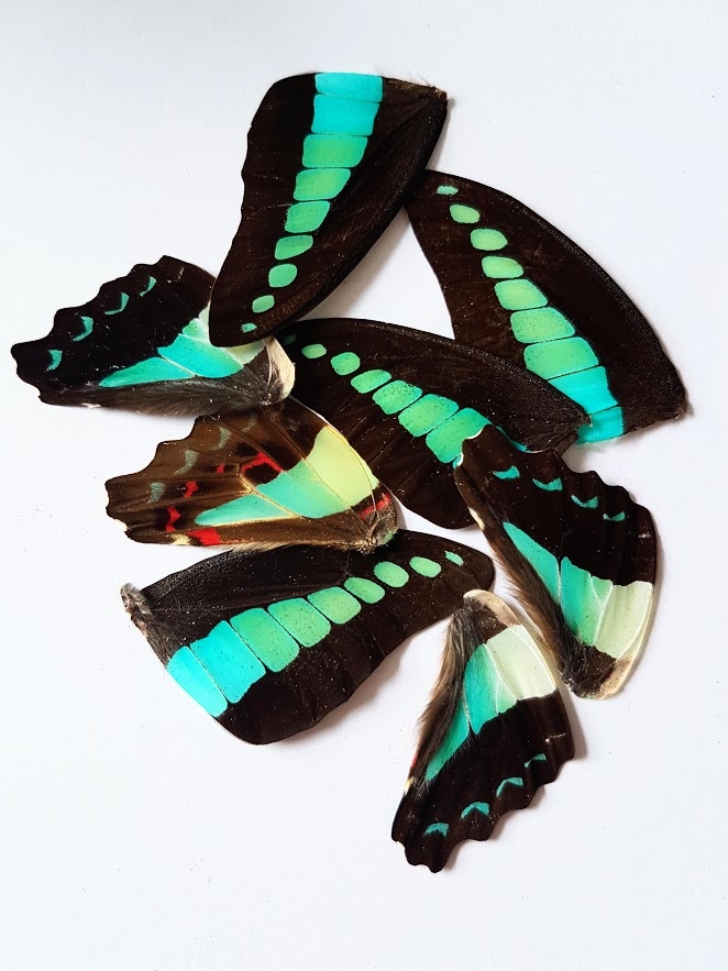 Vlinder vleugels blauw-groen 10 stuks - Nature Deco