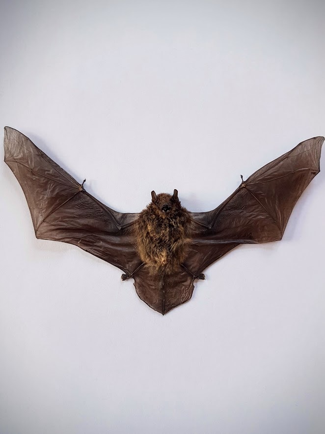 Opgezette Pipistrellus species (vleermuis) vliegend - Nature Deco