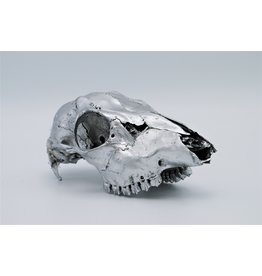 Bestel hier uw schedels & skeletten - Nature Deco