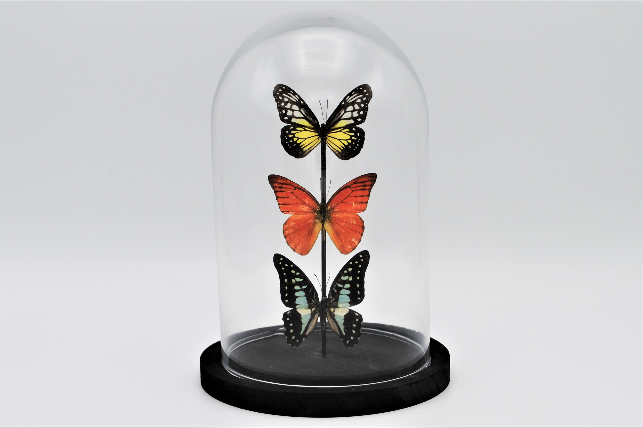 Glass dome with 3 butterflies 21 x 14cm - Nature Deco