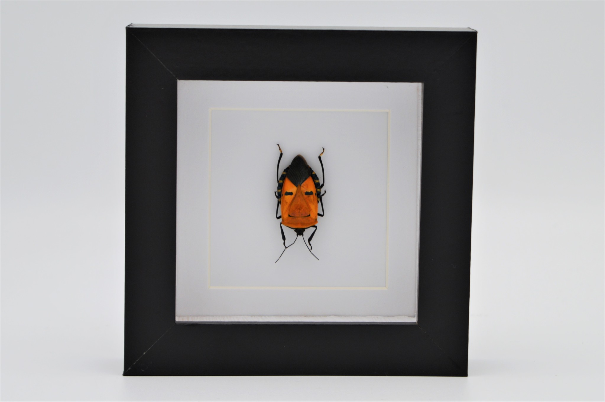 Man face bug in luxe 3D lijst 12 x 12cm - Nature Deco