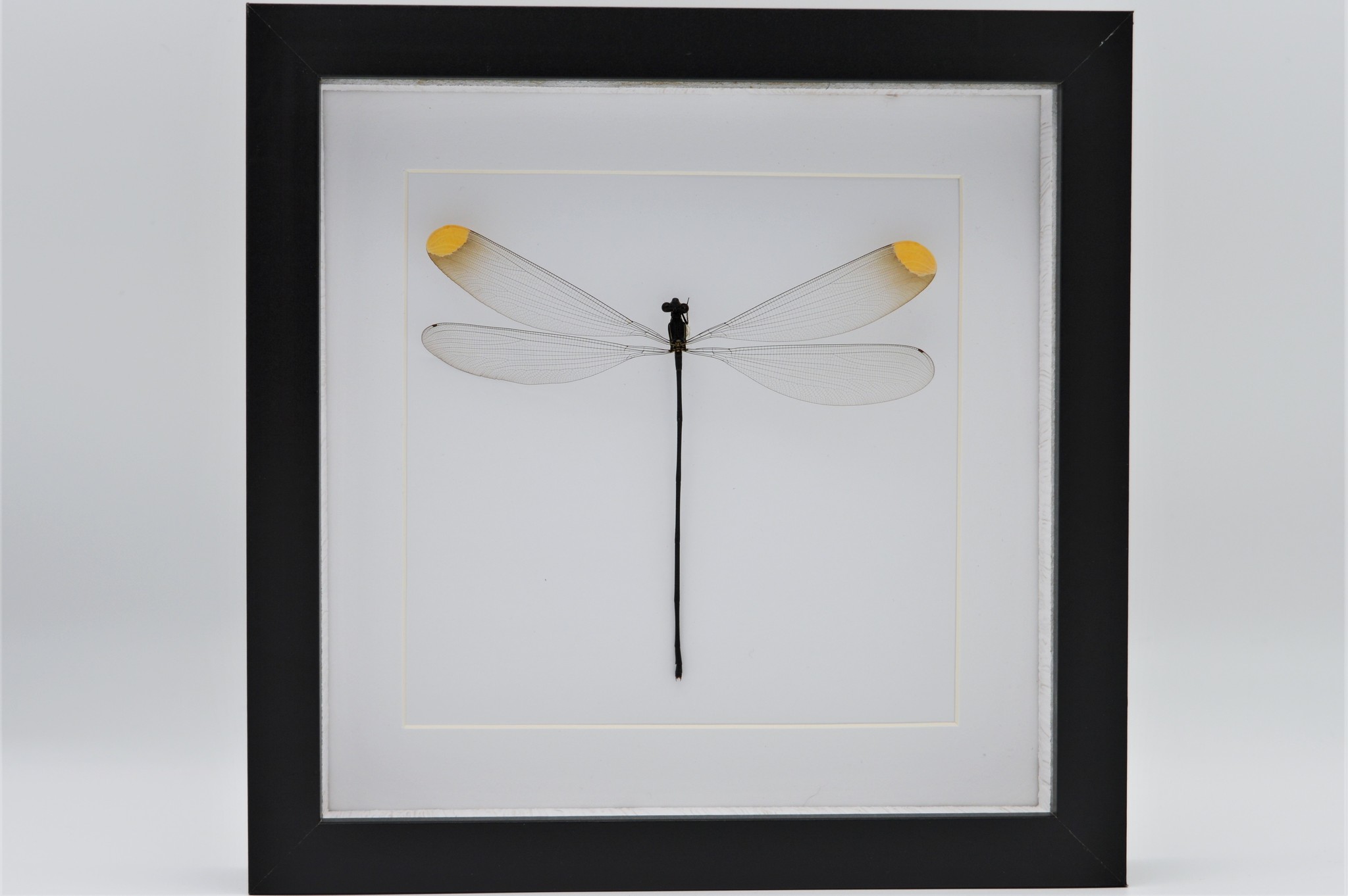 Microstigma Rotundatum in luxe 3D lijst 22 x 22cm - Nature Deco