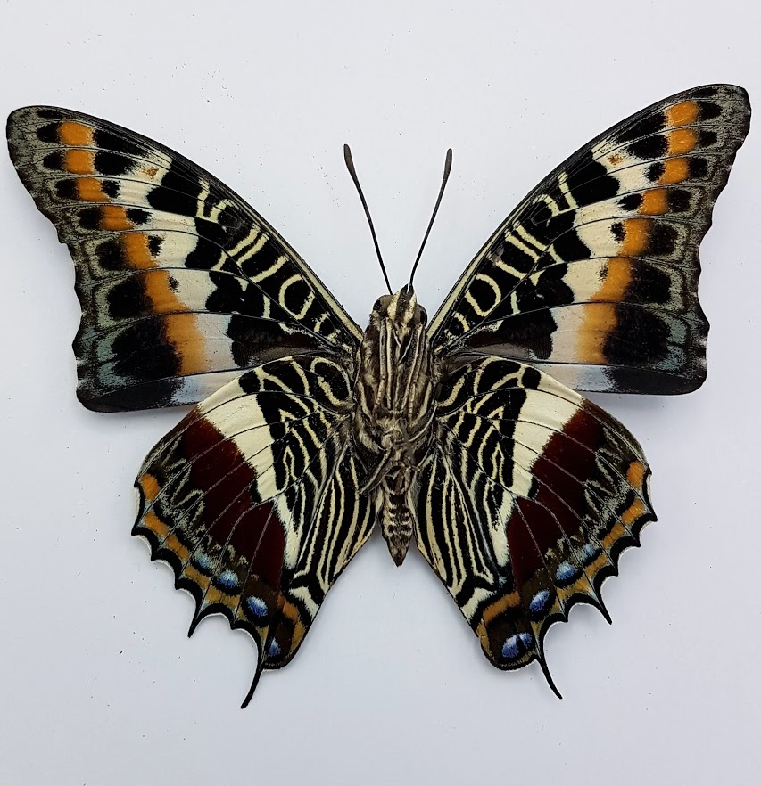 Ongeprepareerde Charaxes Castor - Nature Deco