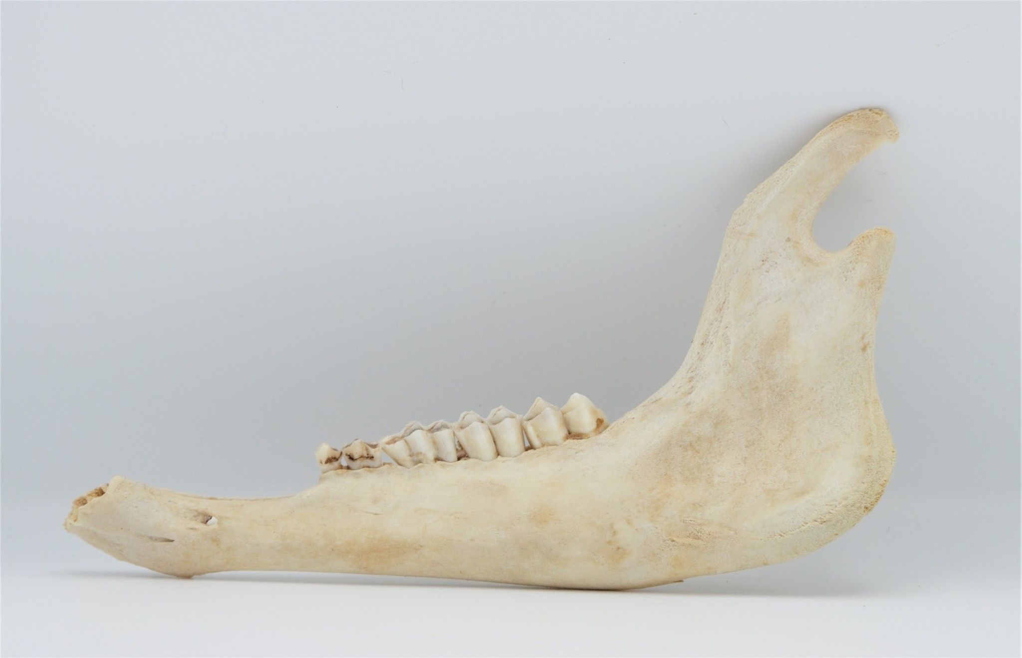 Lower jaw goat - Nature Deco