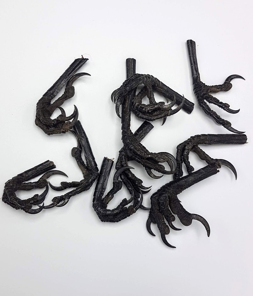 Crow leg - Nature Deco