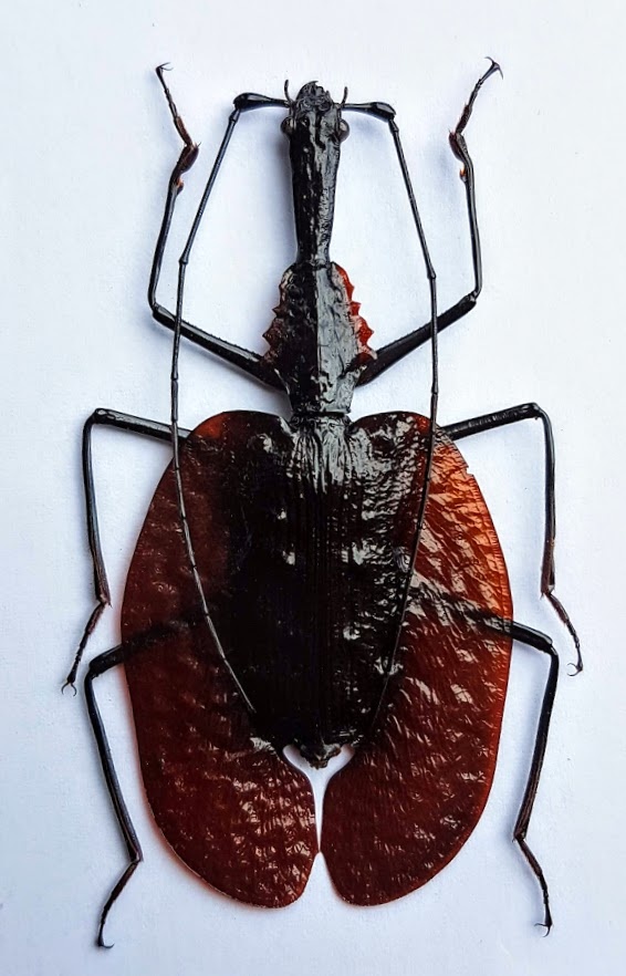 (Un)mounted Mormolyce Phyllodes - Nature Deco