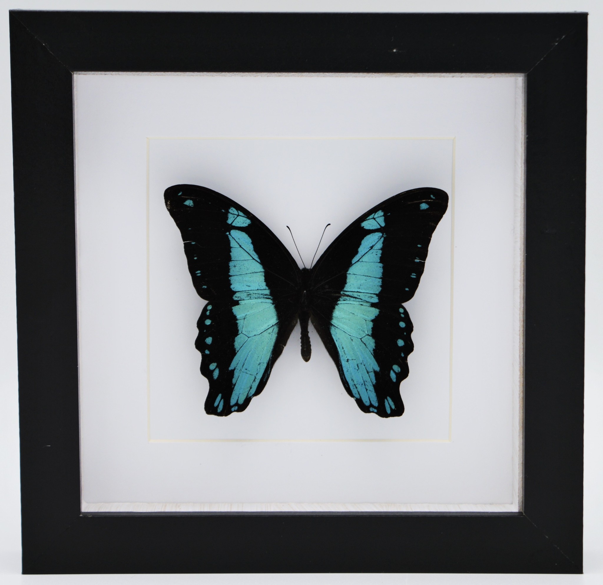 Papilio Bromius in luxe 3D lijst 17 x 17cm - Nature Deco