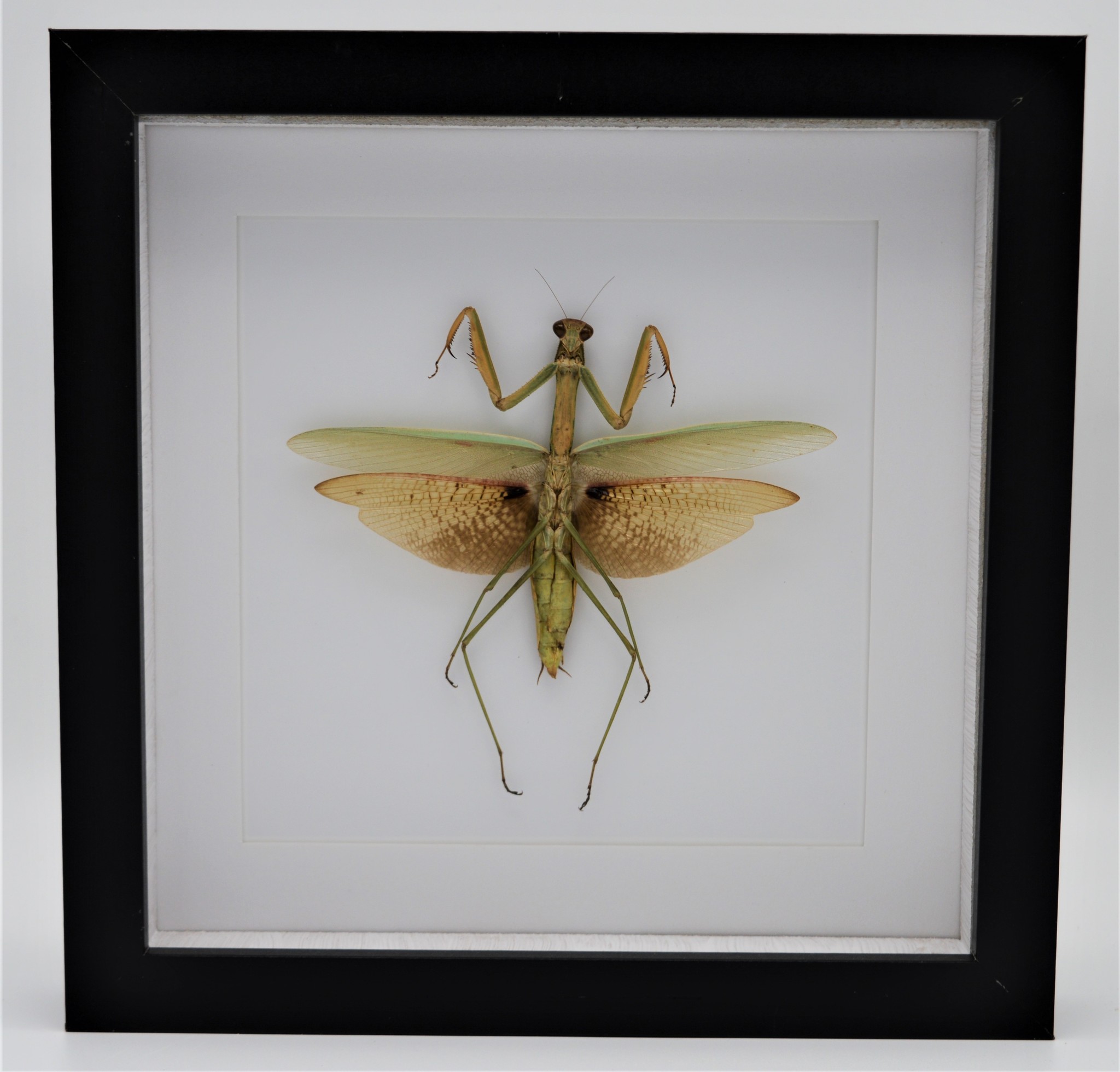 Groene sprinkhaan XL in luxe 3D lijst 22 x 22cm - Nature Deco