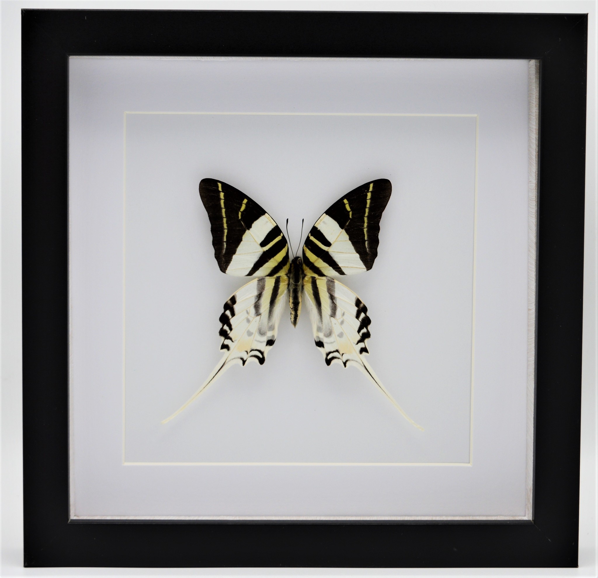 Graphium Androcles in luxe 3D lijst 22 x 22cm - Nature Deco