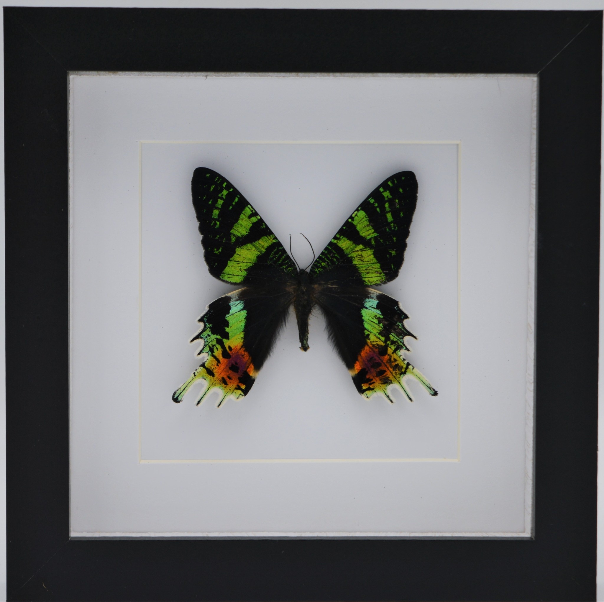 Urania Ripheus bovenkant in luxe 3D lijst 17 x 17cm - Nature Deco