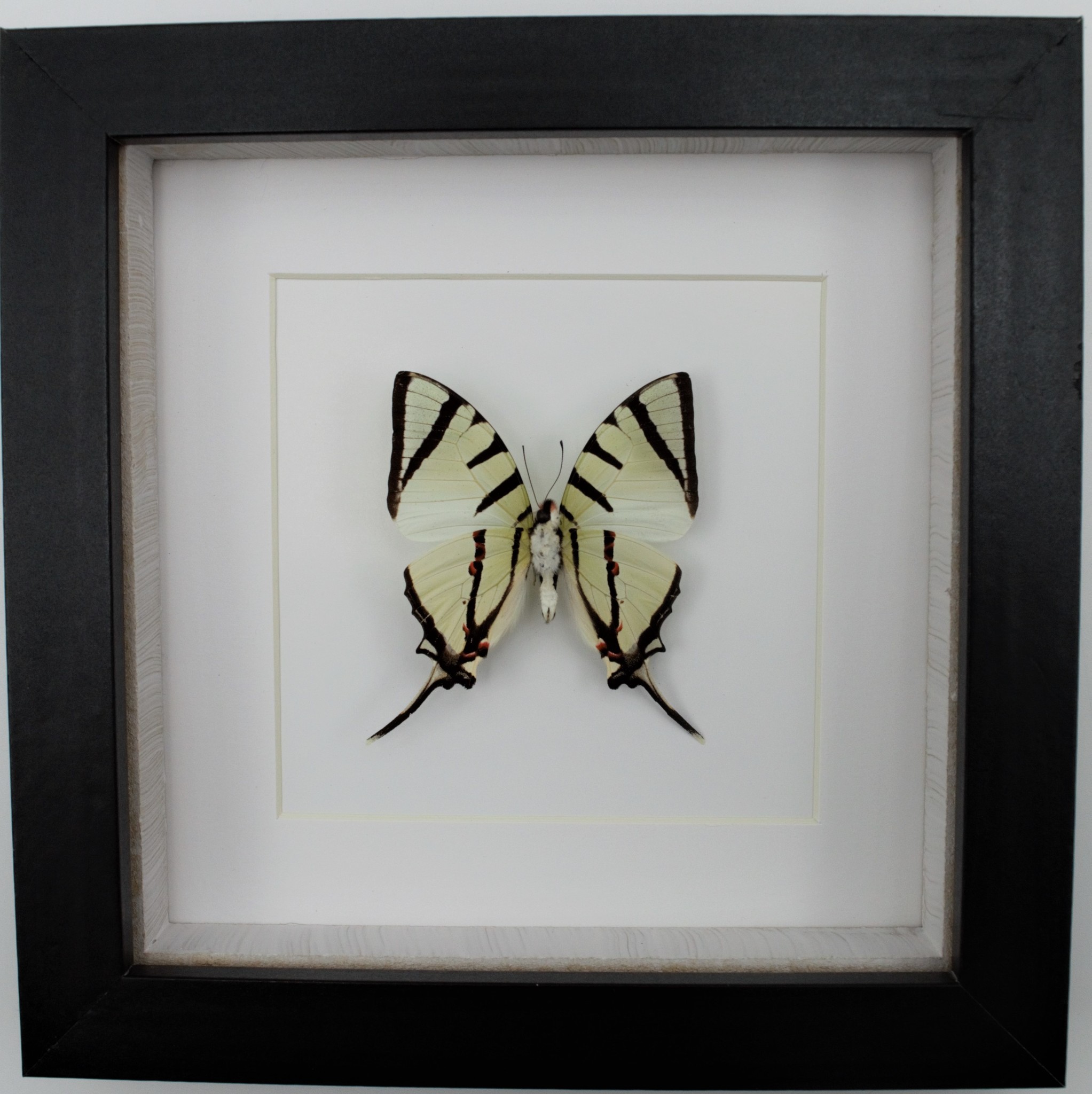 Graphium agetes onderkant in luxe 3D lijst - Nature Deco