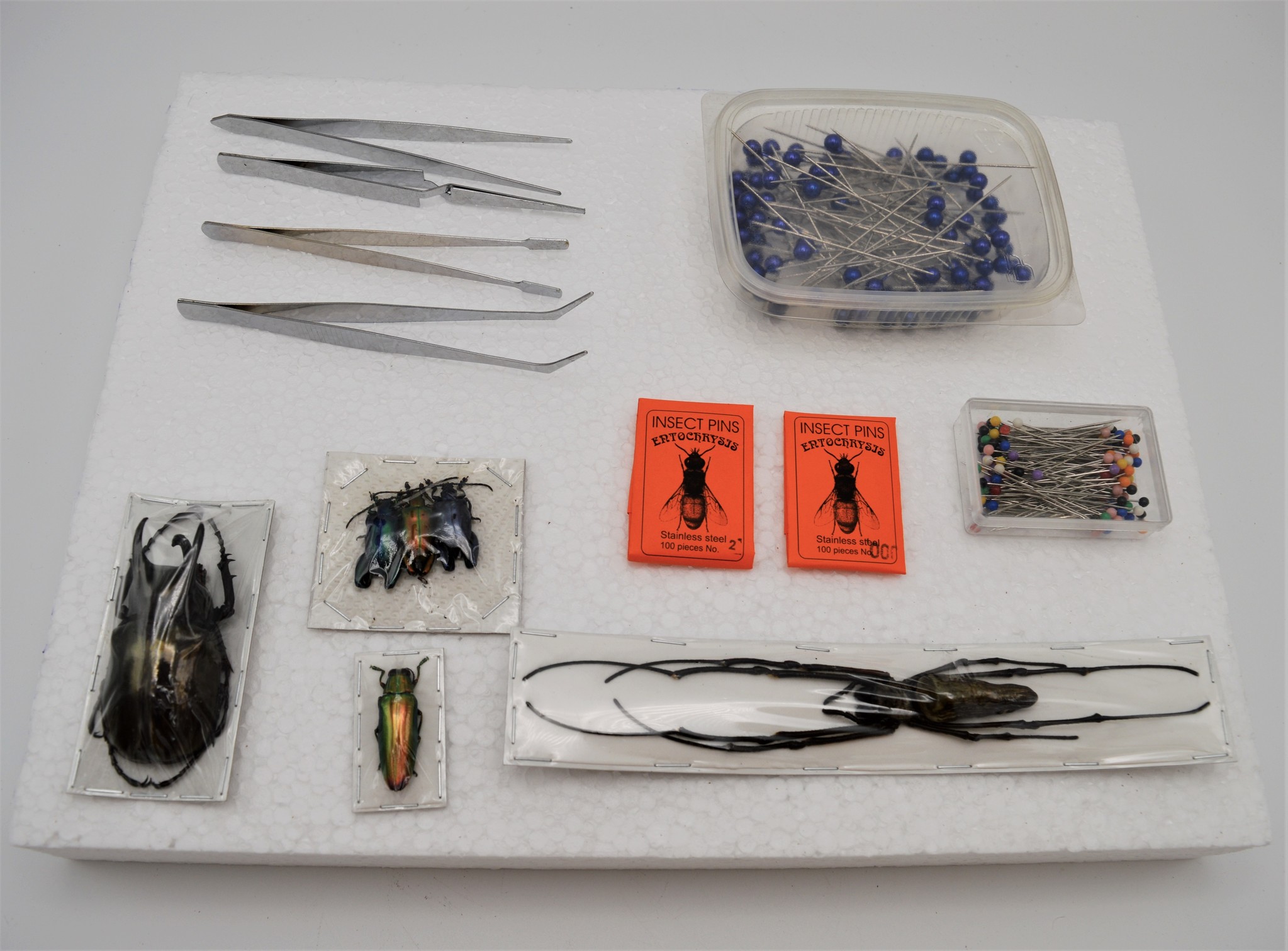 Starter set insect mounting - Nature Deco