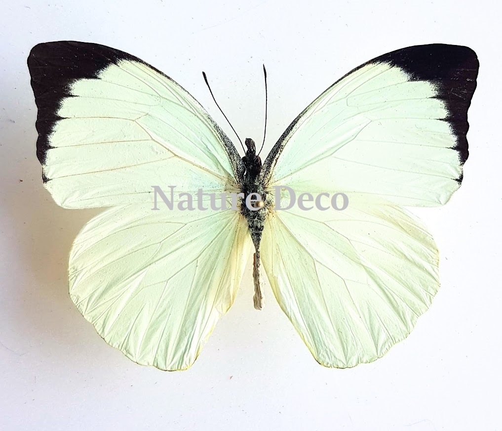 Ongeprepareerde Pieris Argia - Nature Deco