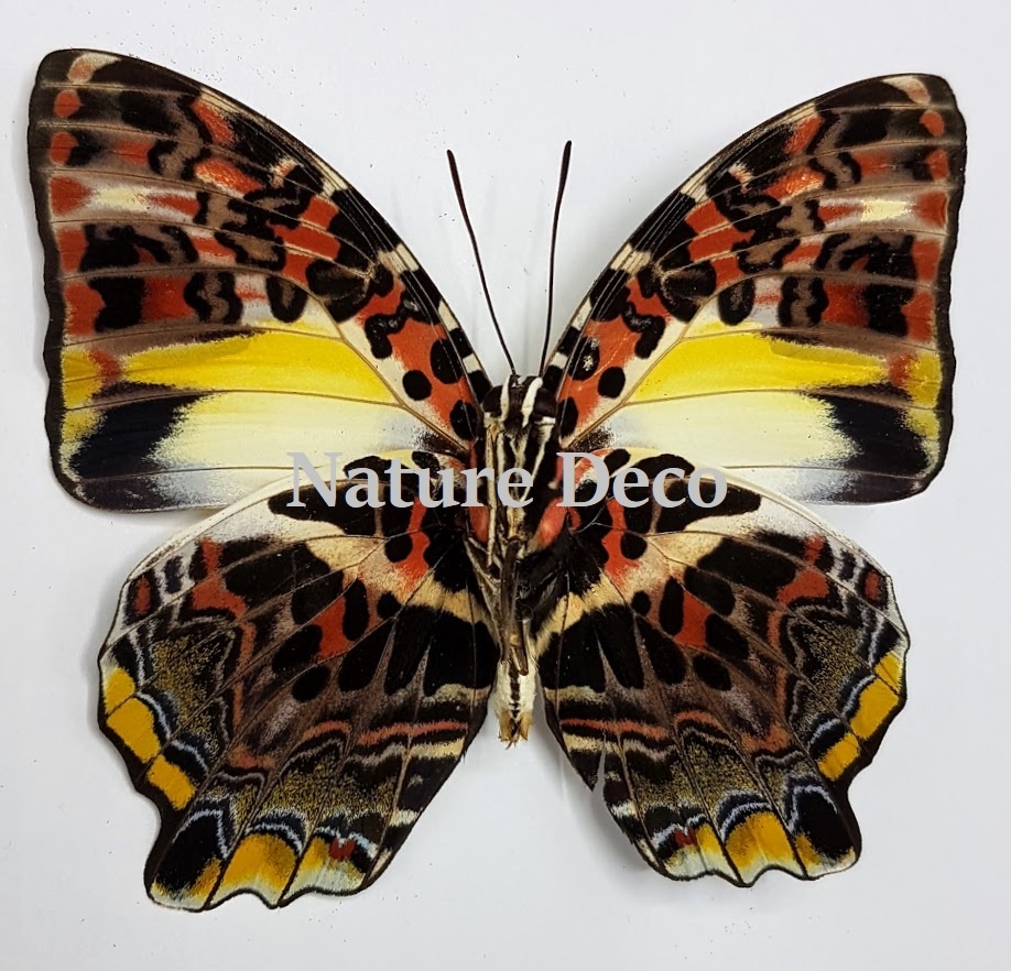 Ongeprepareerde Agatasa Calydonia - Nature Deco