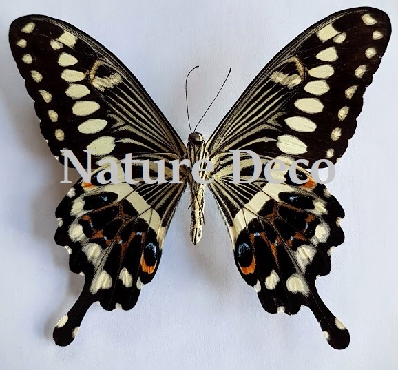 Ongeprepareerde Papilio Lormieri - Nature Deco