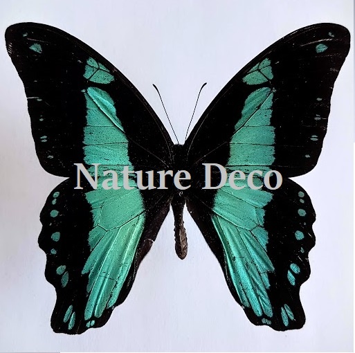 Ongeprepareerde Papilio Bromius - Nature Deco