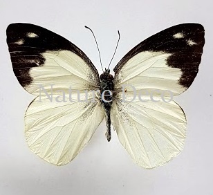 Ongeprepareerde Appias Indra - Nature Deco