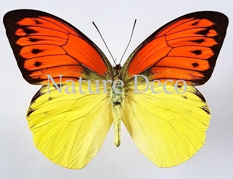 Ongeprepareerde Hebomoia Leucippe Leucippe - Nature Deco