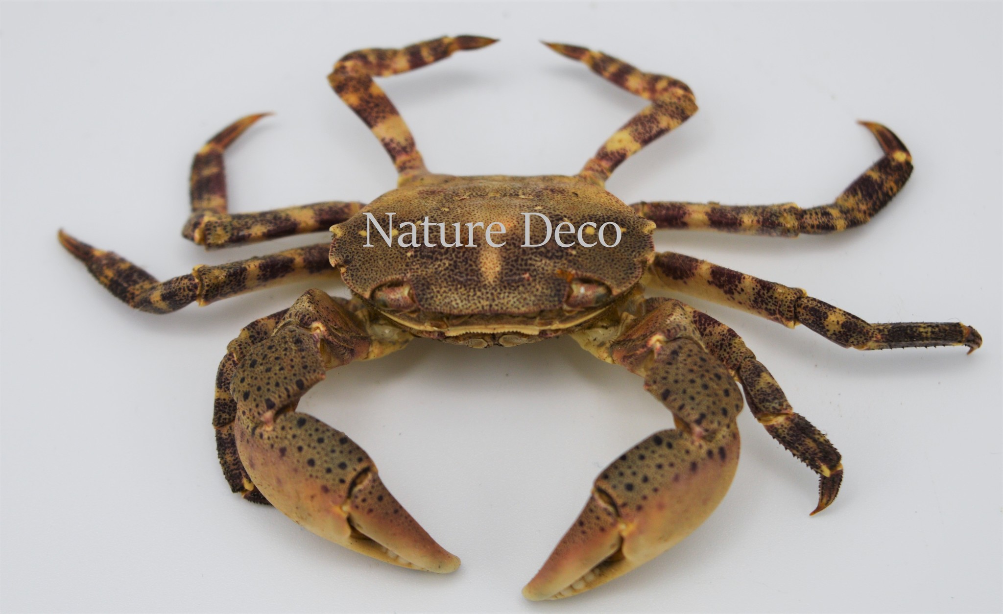 Mounted crab (Hemigrapsus sanguineus) - Nature Deco