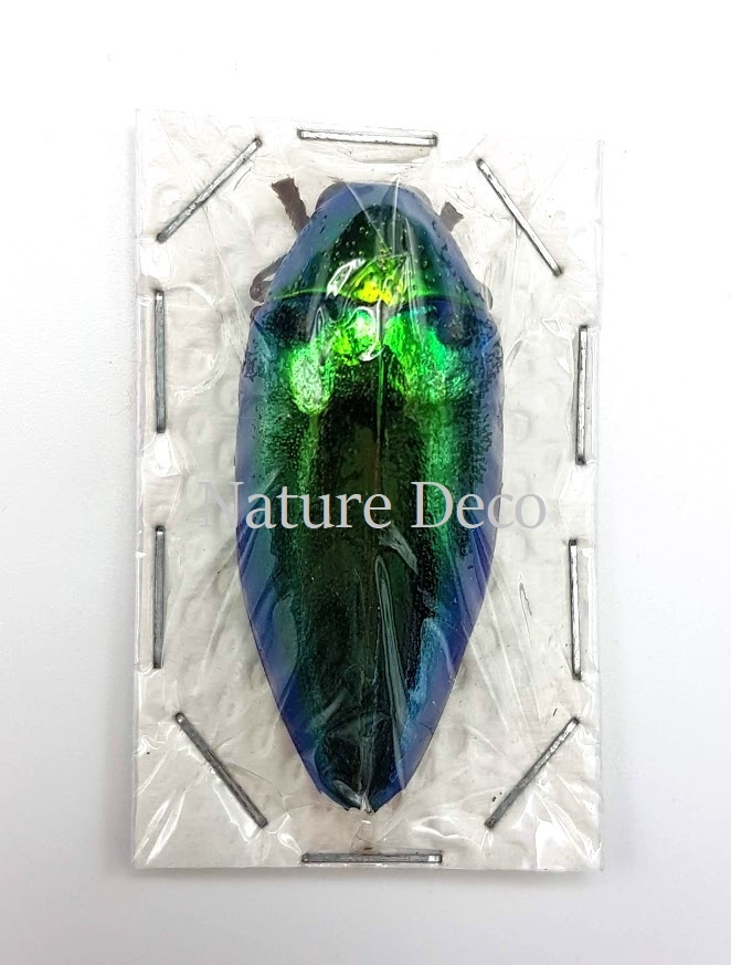 Ongeprepareerde Sternocera Ruficornis Aequisignata - Nature Deco