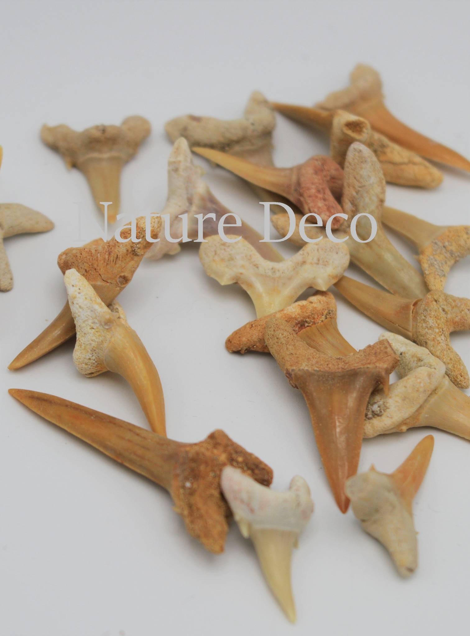 Fossiele haaientanden - Nature Deco