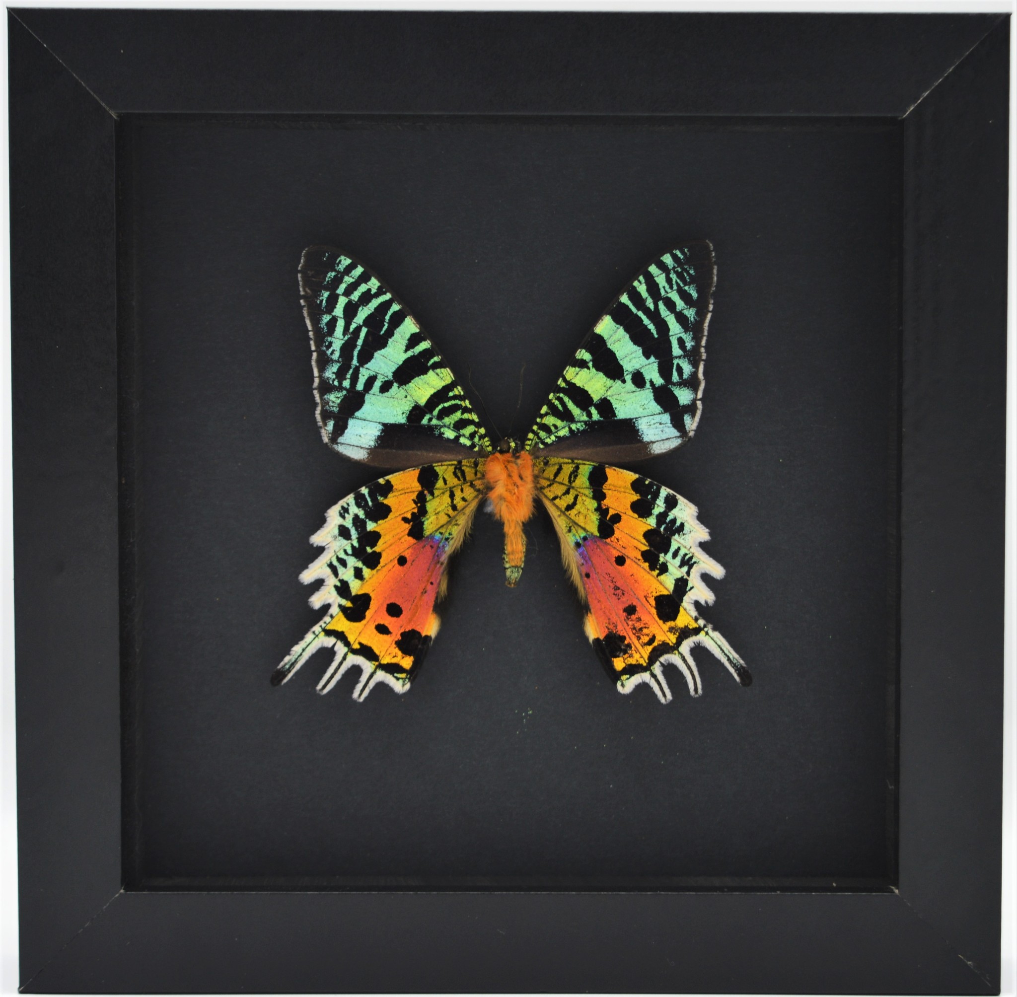 Urania Ripheus underside in luxury 3D frame black 17 x 17cm - Nature Deco