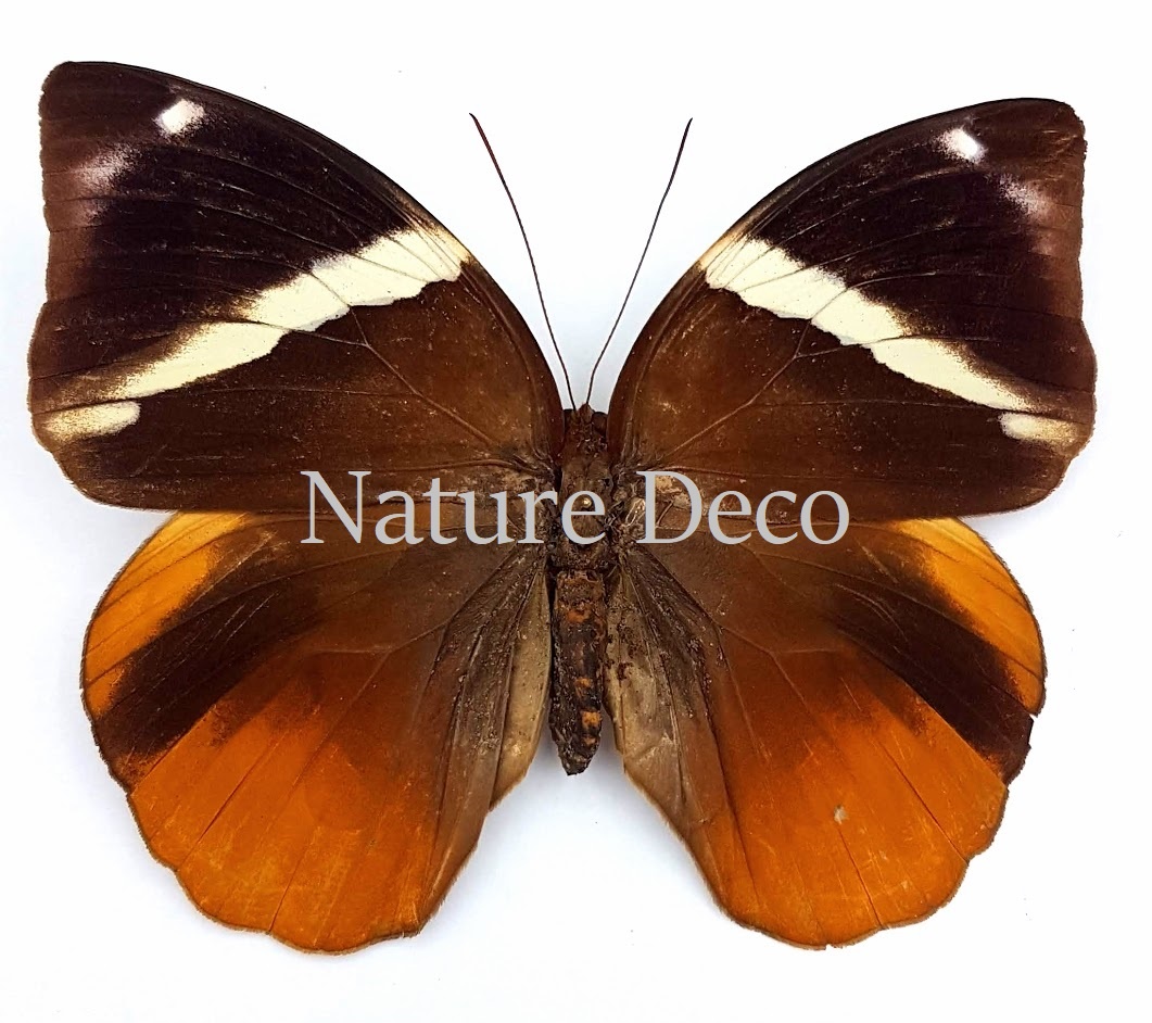 Ongeprepareerde Thauria Aliris Aliris - Nature Deco