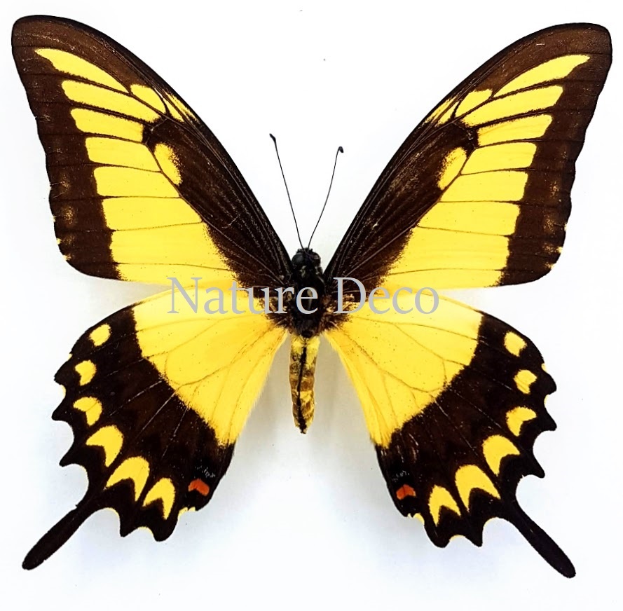 Ongeprepareerde Papilio Lycophron - Nature Deco