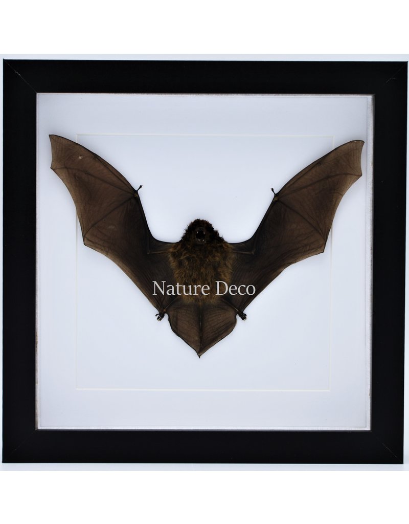 Flying bat in luxury 3D frame 22x22cm - Nature Deco