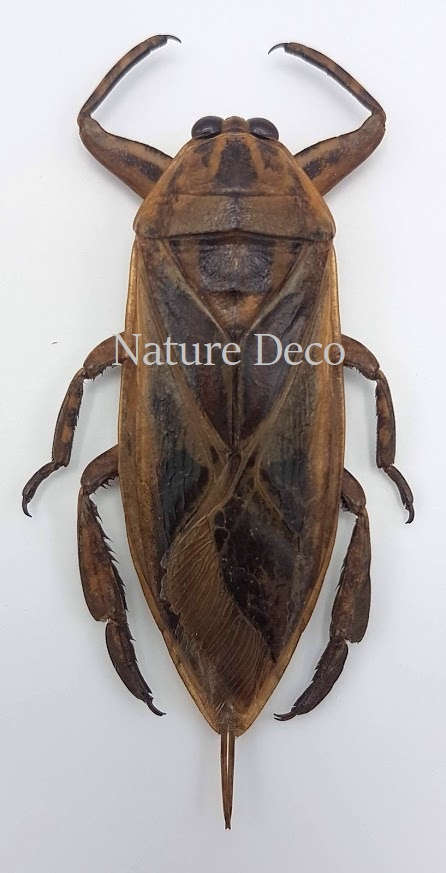 (Un)mounted Lethocerus Indicus (waterbug) - Nature Deco