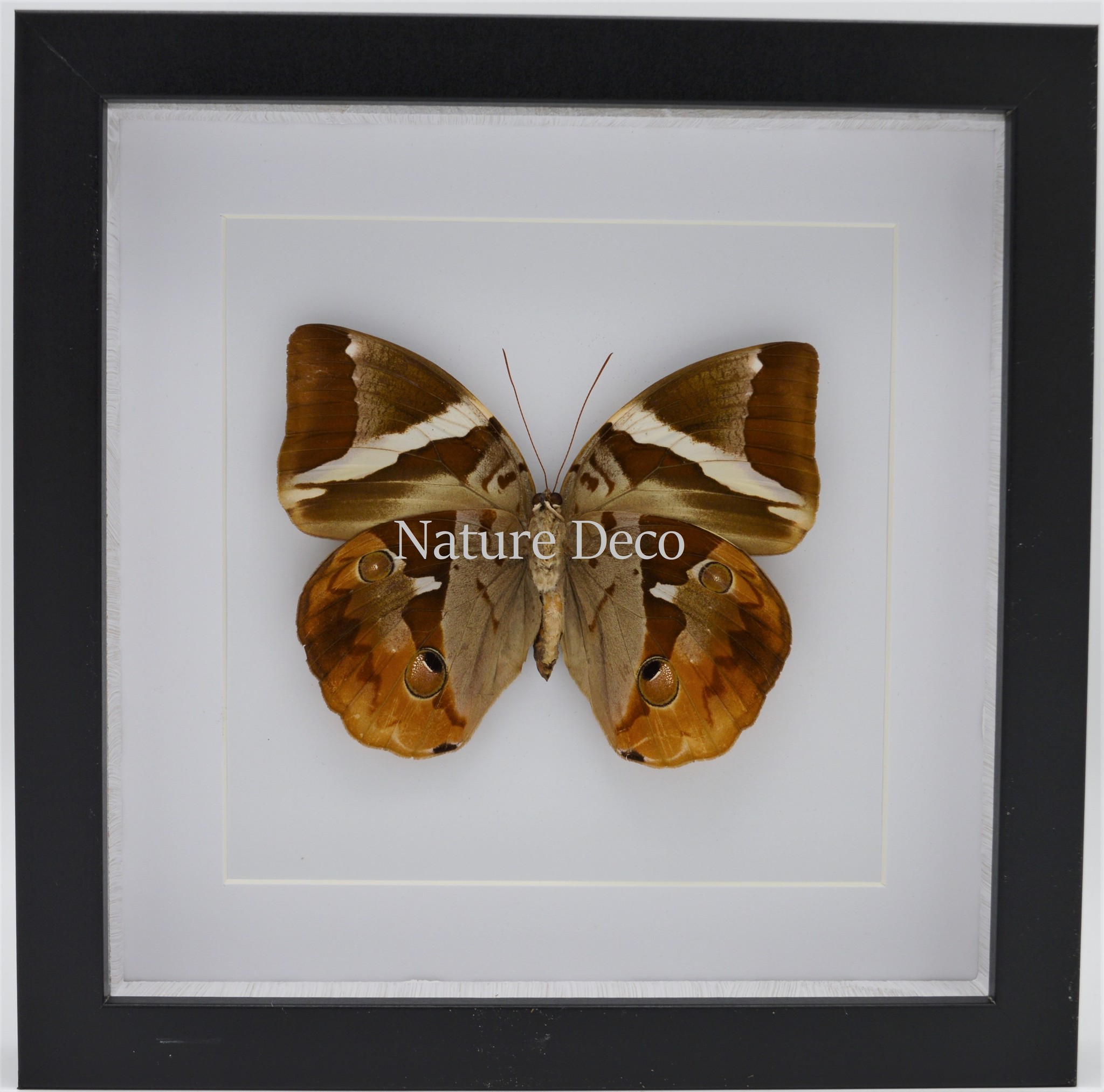 Thauria Aliris Aliris in luxe 3D lijst - Nature Deco