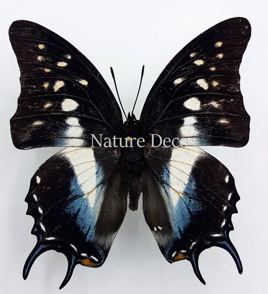 Unmounted Polyura Cognathus - Nature Deco