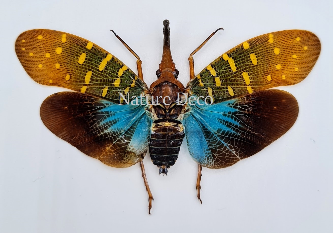 (On)geprepareerde Pyrops Synavei - Nature Deco