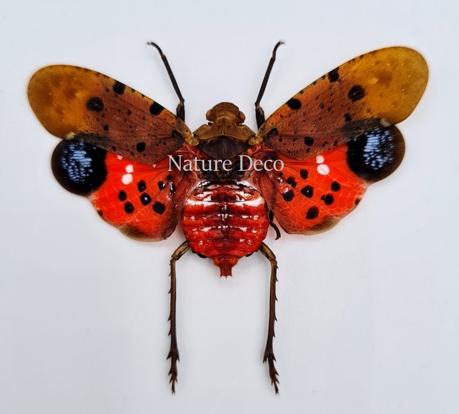 (On)geprepareerde Penthicodes Atomaria - Nature Deco