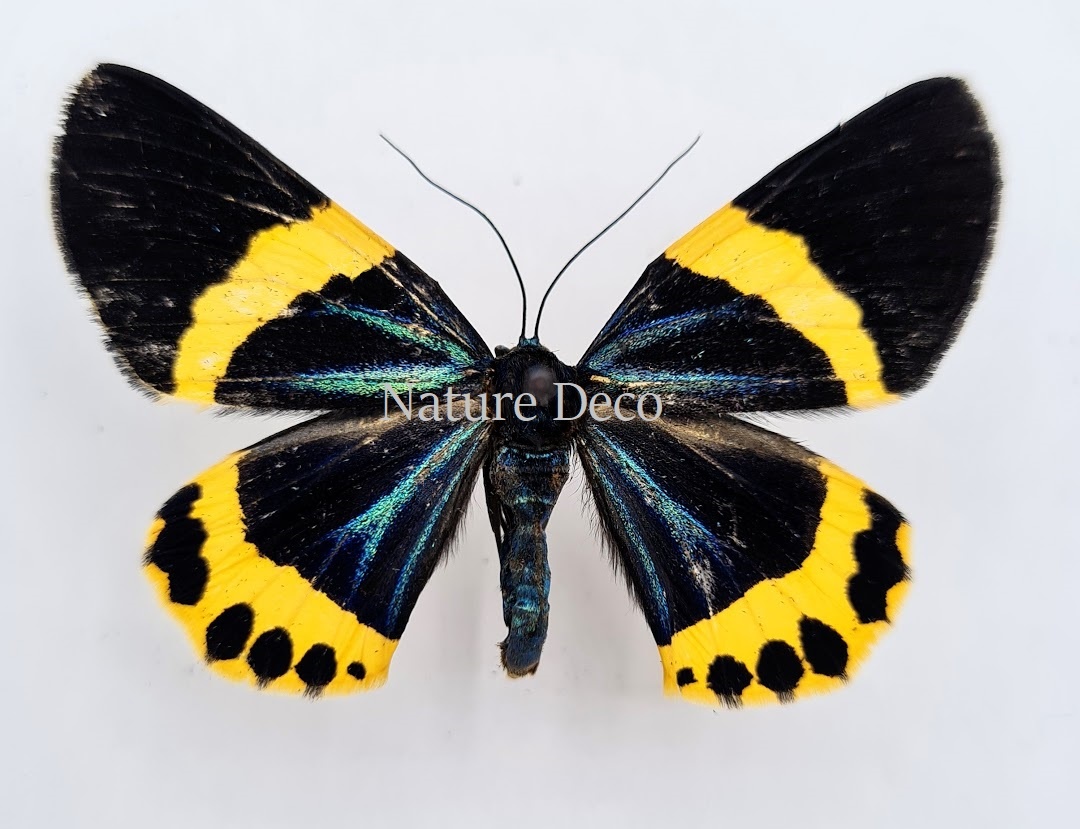 Ongeprepareerde Milionia Basalis (geel) - Nature Deco