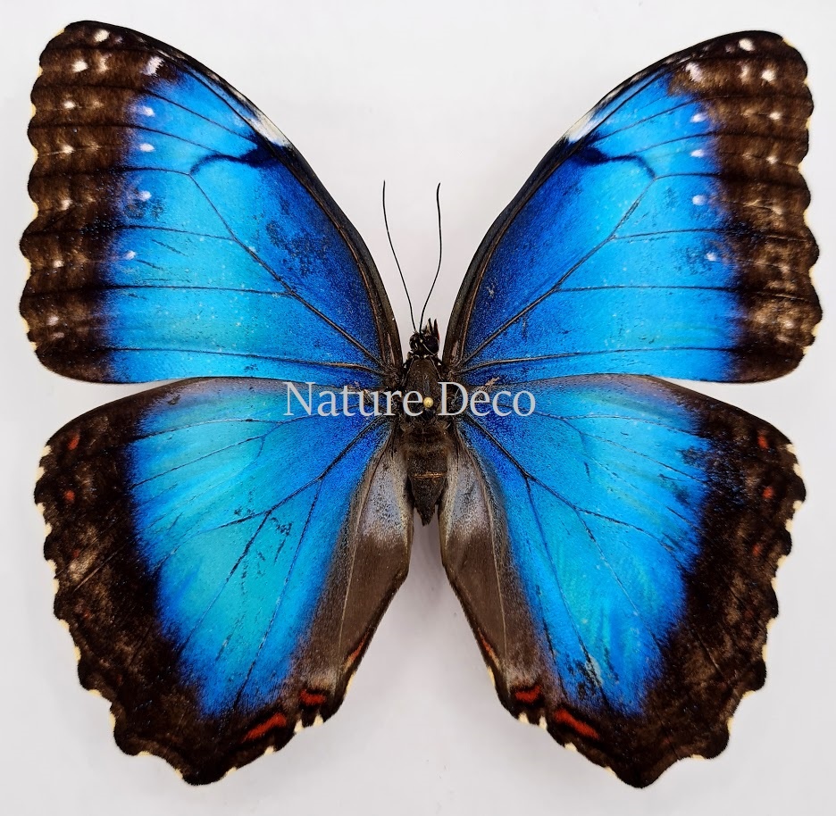 Female Blue Morpho Morpho's: Allure, Variety, And Endless