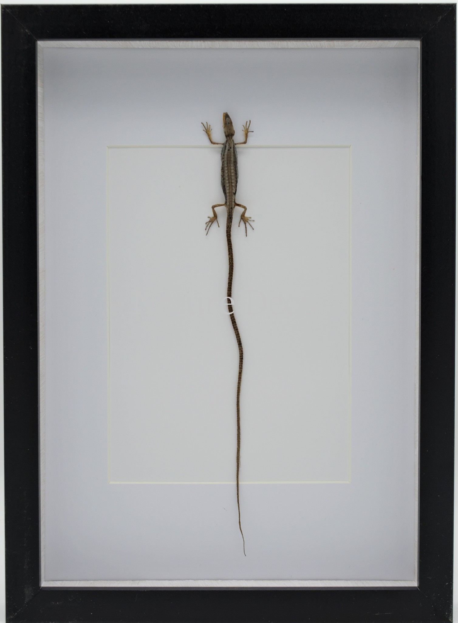 Long-tailed lizard in luxury 3D frame 32 x 23,5cm - Nature Deco