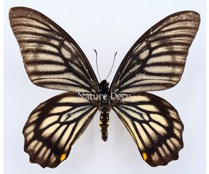 Ongeprepareerde Chilasa Veiovis - Nature Deco