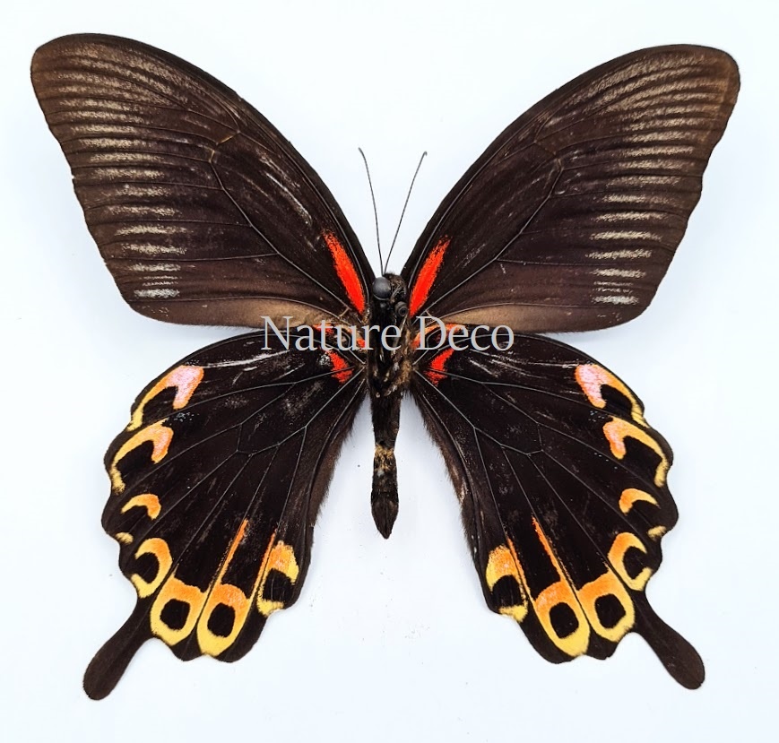 Unmounted Papilio Deiphobus - Nature Deco