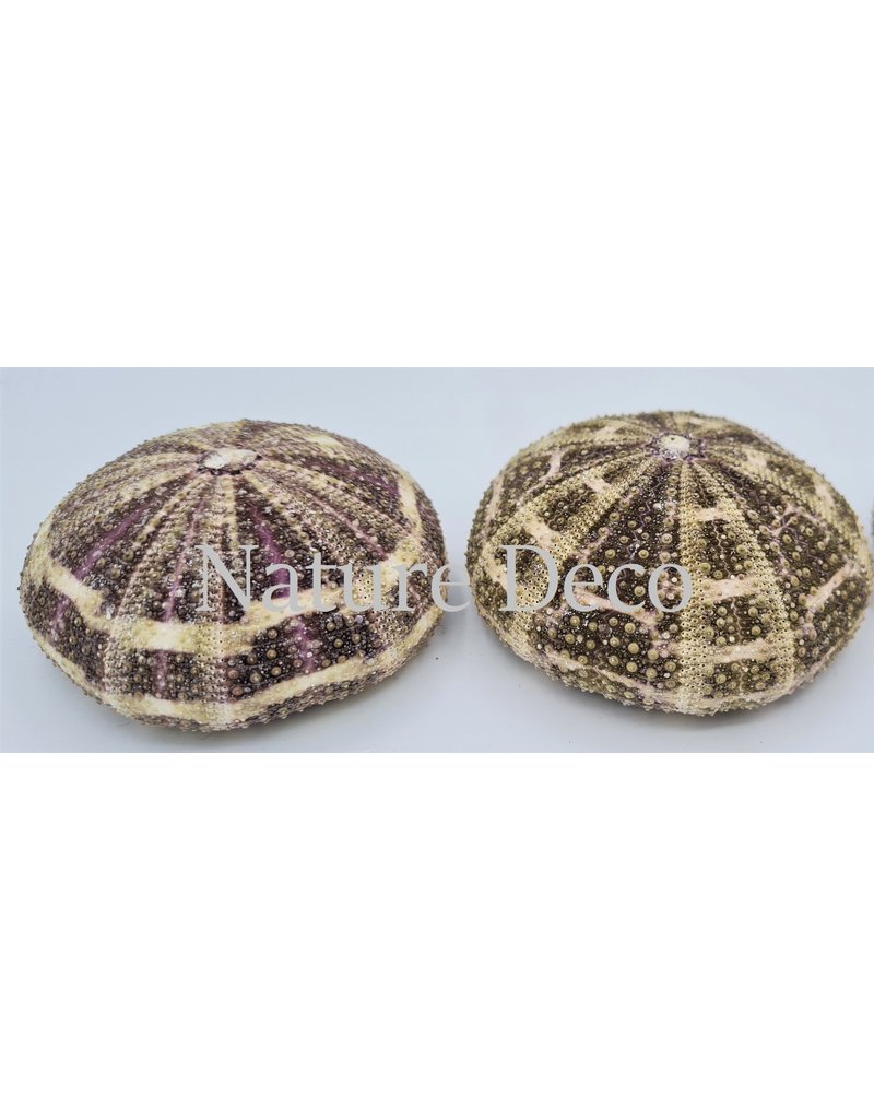 Zee-egel multi groot - Nature Deco